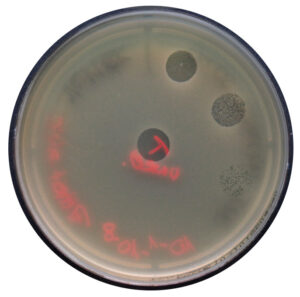 Phagogramme - Phagenzentrum in Bad Kissingen